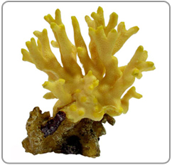 Porites YELLOW (Porites cylindrica)