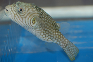 Reticulated Puffer - Arothron reticularis