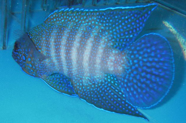 Western Blue Devil - Paraplesiops meleagris