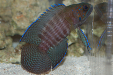 Northern Blue Devil. - Paraplesiops poweri