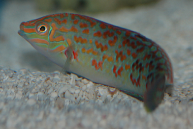 Timor Wrasse - Halichoeres timorensis