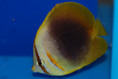 Gold-banded Butterflyfish - Chaetodon aureofasciatus