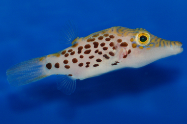 Leopard Toby Puffer - Canthigaster leoparda