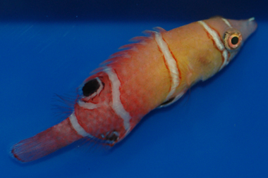 Pygmy Possum Wrasse - Wetmorella triocellata