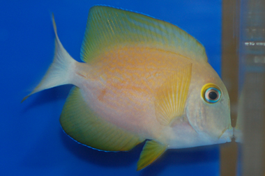 White-tail Bristletooth Tang - Ctenochaetus flavicauda