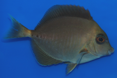 Japanese Sawtail, Juvenile - Prionurus scalprus