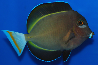 Powder Brown Tang, Juvenile - Acanthurus japonicus