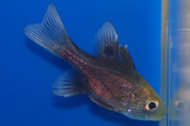 Black Cardinalfish - Apogon melas