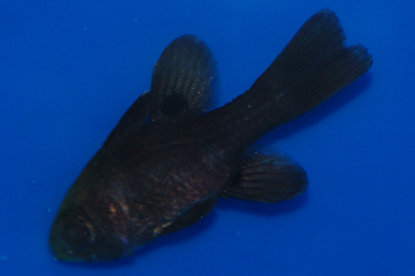 Black Cardinalfish - Apogon melas