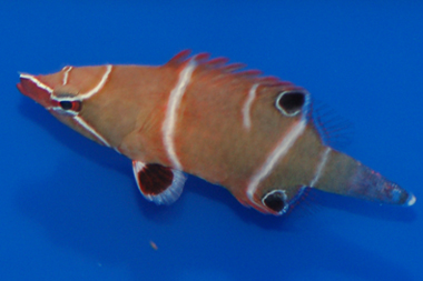 Red Pygmy Wrasse - Wetmorella triocellata