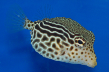Scribbled Boxfish - Ostracion solorensis