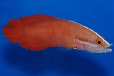 Freckleface Podge - Suttonia lineata