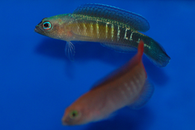 Bluelined Dottyback PAIR - Pseudochromis cyanotaenia