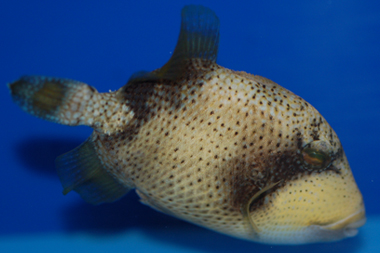 Juvenile Titan Triggerfish - Balistoides viridescens