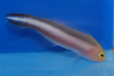 Double Striped Dottyback - Pseudochromis bitaeniatus