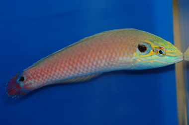 Earmuff Wrasse - Halichoeres xanti