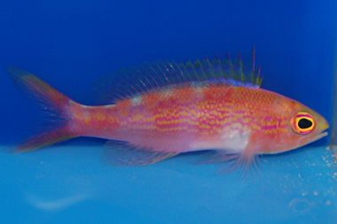 Red-saddled Basslet - Pseudanthias flavoguttatus