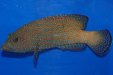 Blue Spotted Grouper - Cephalopholis argus