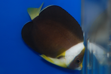 False Personifer Angelfish - Chaetodontoplus meredithi
