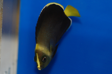 Bluespotted Angelfish, Juvenile - Chaetodontoplus caeruleopunctatus