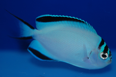 Watanabe's Angelfish, Female (TONGA) - Genicanthus watanabei