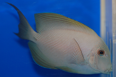 Striped Bristletooth Tang