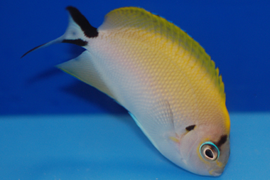 "Mask-less" Masked Swallowtail Angelfish - Genicanthus ?semifasciatus?