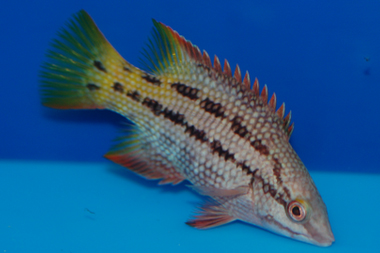 Mexican Hogfish - Bodianus diplotaenia