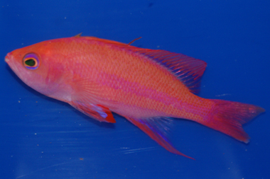 Randall's Anthias, Male - Pseudanthias randalli