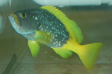 Blue and Yellow Grouper, Africa - Epinephelus flavocaeruleus