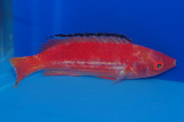 Ultra RARE! Fiji Collected and very special Wrasse. - Cirrhilabrus marjorie