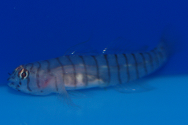 Tiger Goby, Tank Raised - Elacatinus macrodon