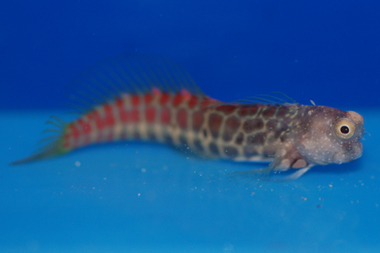Segmented Sailfin Blenny, Cebu - Salarias segmentatus
