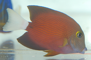 RARE-White Tail Bristletooth Tang - Ctenochaetus flavicauda