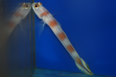 Pink bar Goby - Cryptocentrus aurora-P