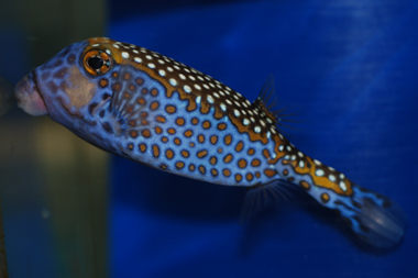 Male Blue Boxfish - Ostracion meleagris-P