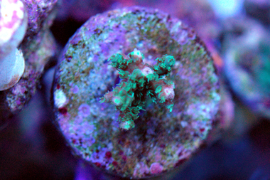 ReefKoi LE Shagmaster Acro. - Acropora fenneri-B1