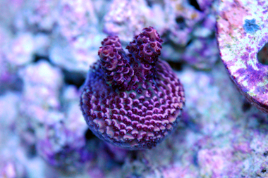 ReefKoi LE Hot Pink Milli. - Acropora millepora-B1
