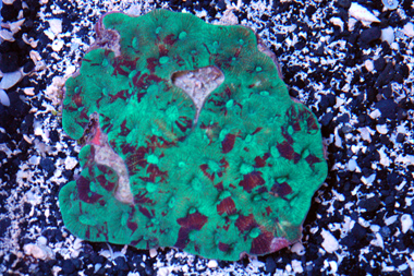 Green with Maroon Splotches. - Favia veroni-C4