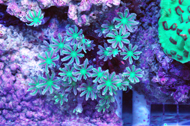Clove Polyp's- Bright Neon Green Centers - Clavularia sp. -A1