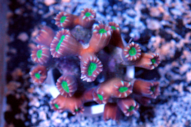 Candy Cane Coral- Bright Green Eyes. - Caulastrea furcata-C3