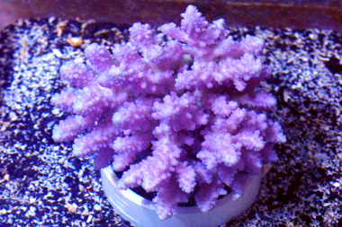 Purple Finger's that can grab any soul. - Acropora polystoma-E2
