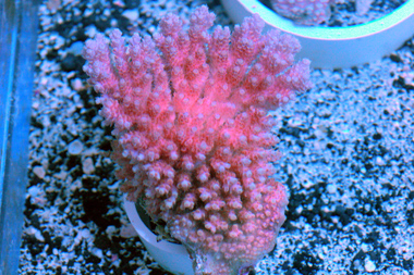 Dinned at by the most respected of people. - Acropora hyacinthus- E2