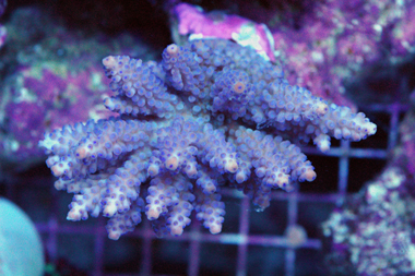 Purple Body with Stunning Blue Polyp's. - Acropora austera-E2