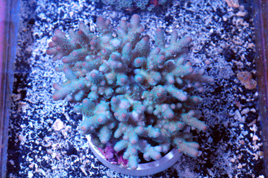 I have the Blue's with this Acro Colony. - Acropora samoensis-f3