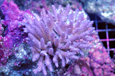 Practically Perfect Purple Bushy Acro. - Acropora subulata- G3
