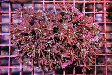 Daisy Polyps - Knopia spp.