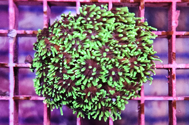 Night Walker Galaxy Coral - Galaxea sp.