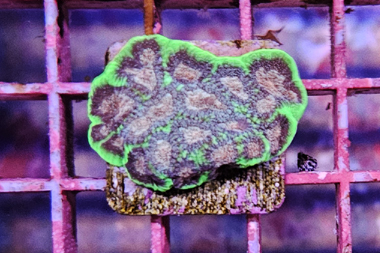 Biohazard Favites - Favites spp.