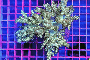 Green Kenya Tree Coral - Capnella spp.